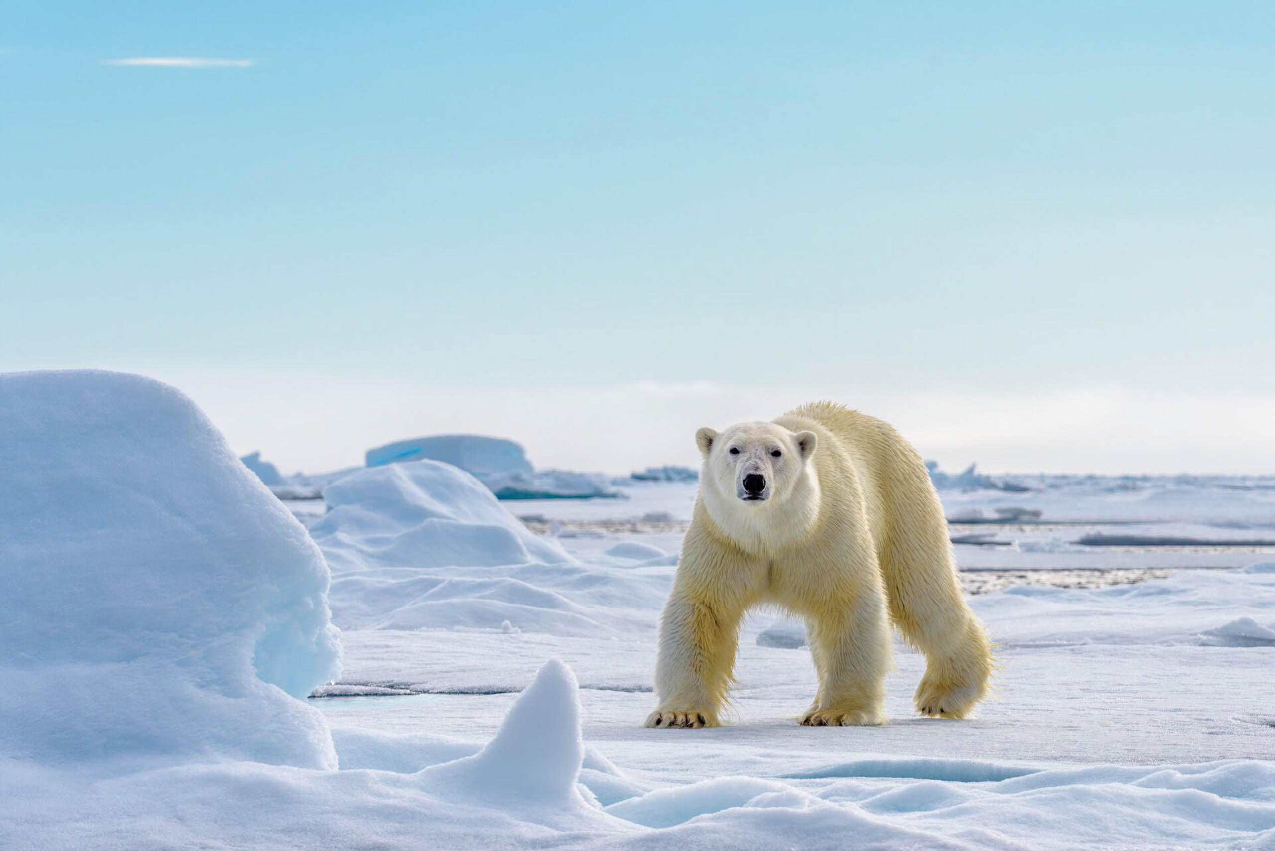 Arctic Polar Bear